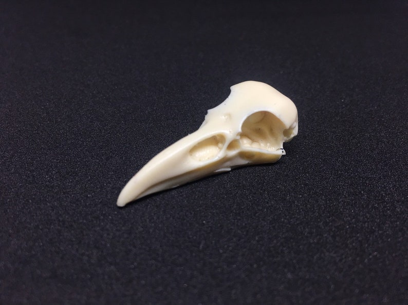 Crow Skull - Etsy
