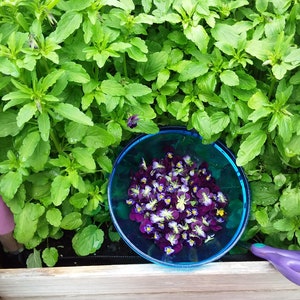 Fresh Dried Organic Violets 6 Grams Homegrown Edible Dried Violets ...