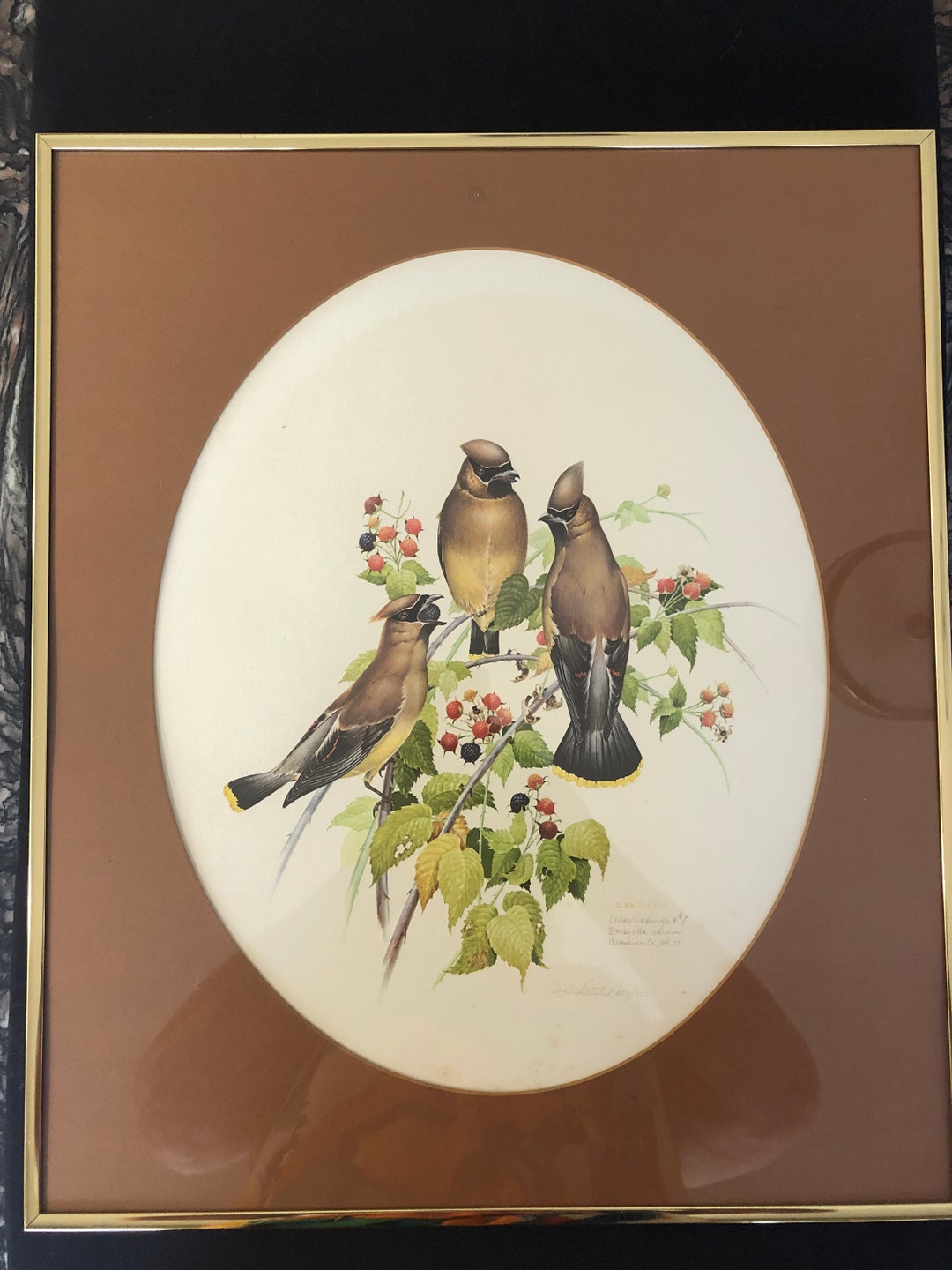 Vintage, Signed & Numbered Don Whitlatch Print -- Cedar Waxwings - Etsy
