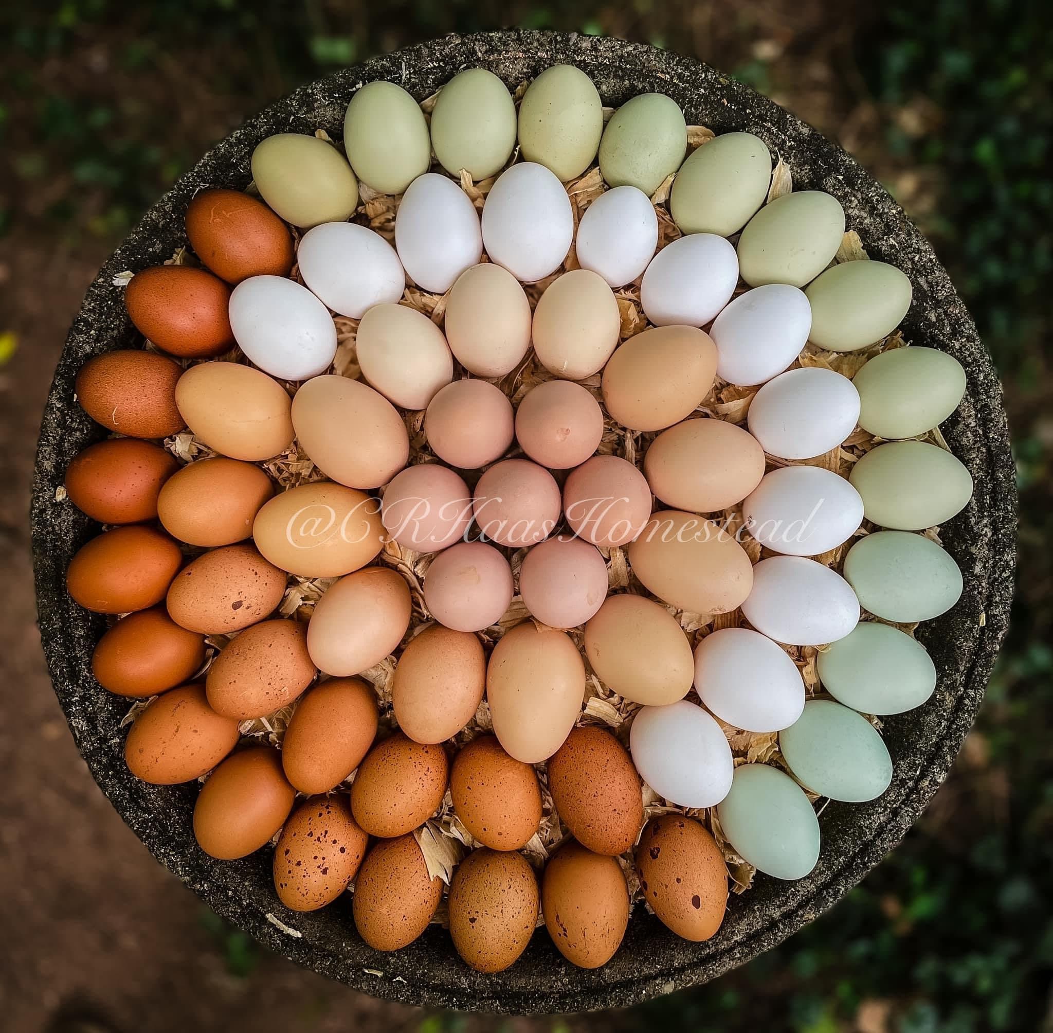 Rainbow Eggs, Chicken Eggs, Rainbow, Wall Decor, Wall Art, Farm Decor ...