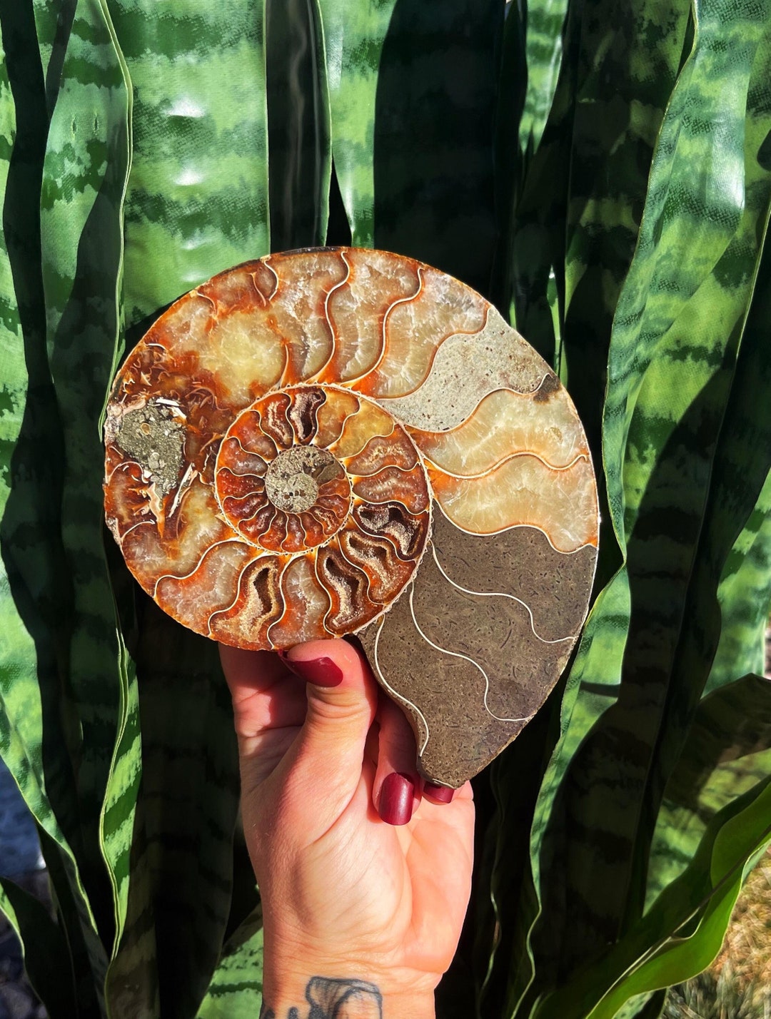 Ammonite Fossil - Supports Change & New Beginnings - Fibonacci Fossil ...