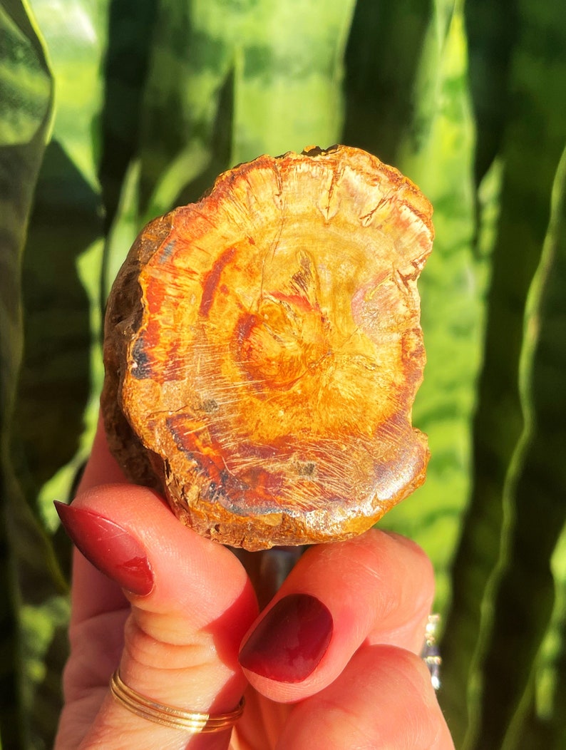 Petrified Wood Chunk for Grounding & Balancing Energy Root - Etsy