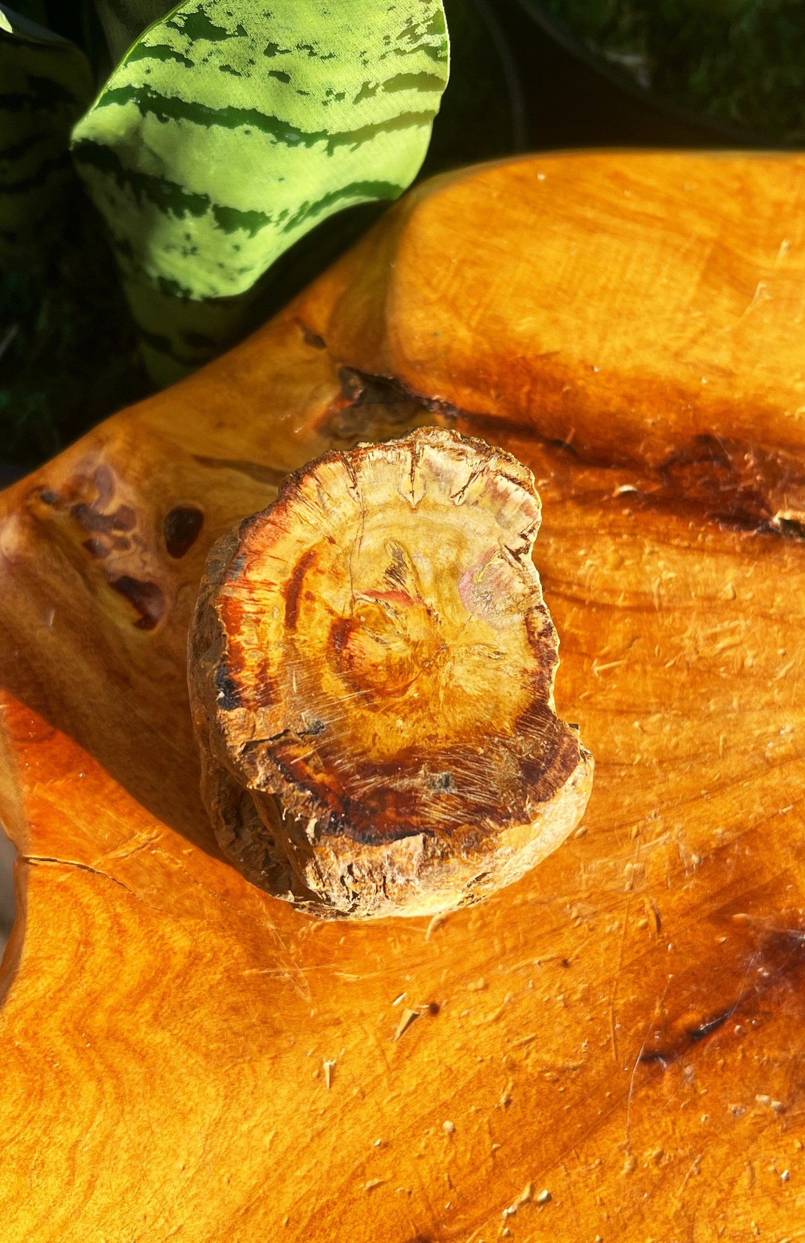 Petrified Wood Chunk for Grounding & Balancing Energy Root - Etsy