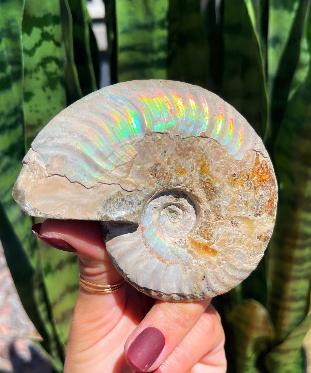 Ammonite Fossil Fibonacci Fossil Supports Change and - Etsy