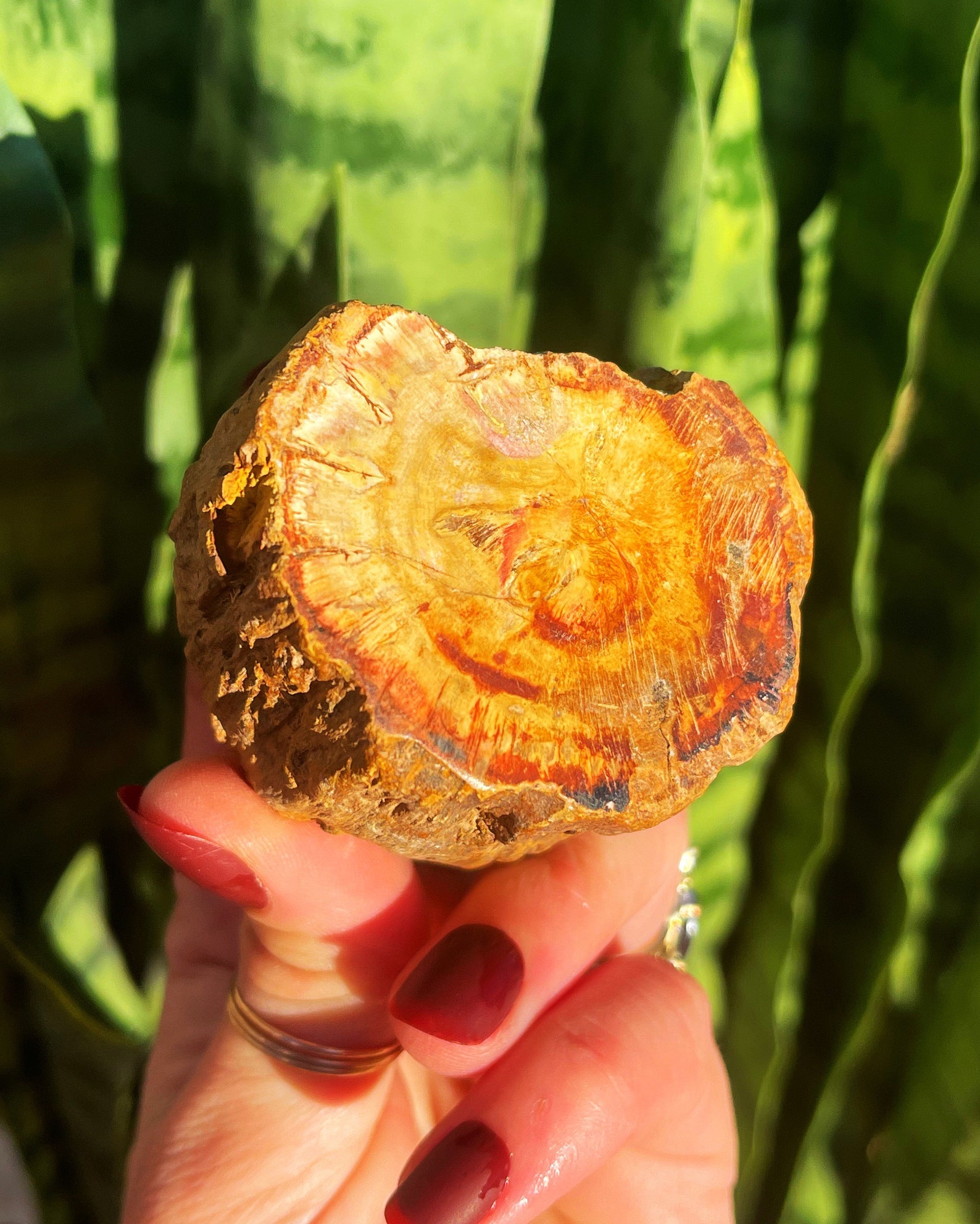 Petrified Wood Chunk for Grounding & Balancing Energy Root - Etsy