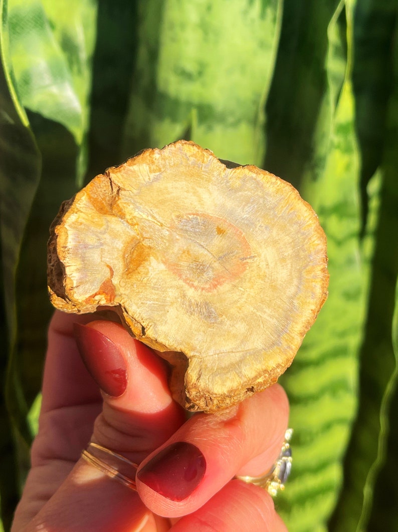 Petrified Wood Chunk for Grounding & Balancing Energy Root - Etsy