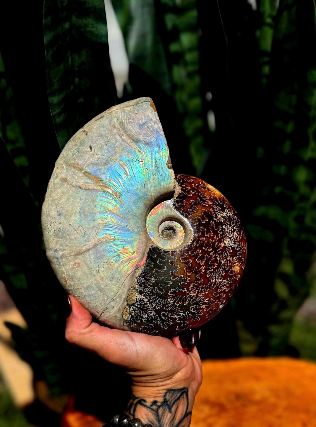 Ammonite Fossil W/ Rainbows - XL Fibonacci Fossil- Supports Change and ...