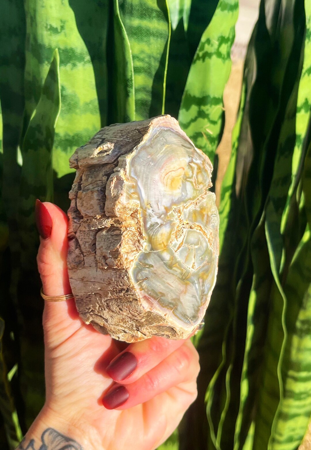 Petrified Wood Slab for Grounding & Balancing Energy - Root Chakra ...