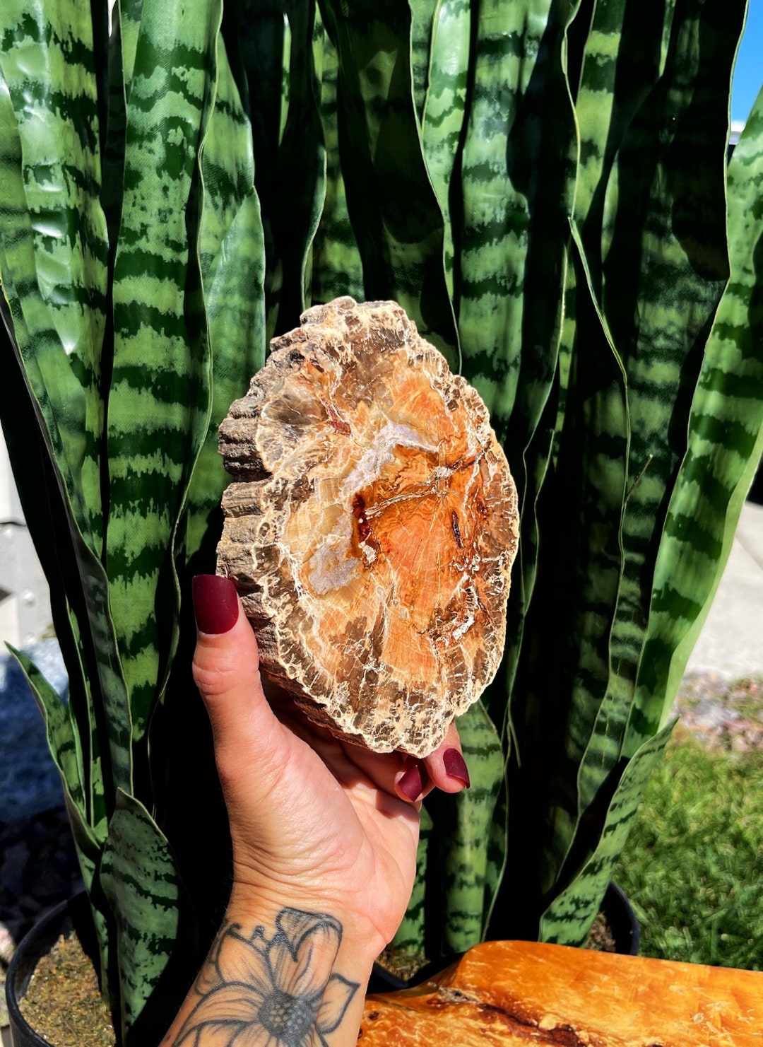 Petrified Wood for Grounding & Balancing Energy - Root Chakra Stone - Etsy
