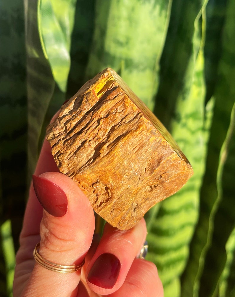Petrified Wood Chunk for Grounding & Balancing Energy Root - Etsy