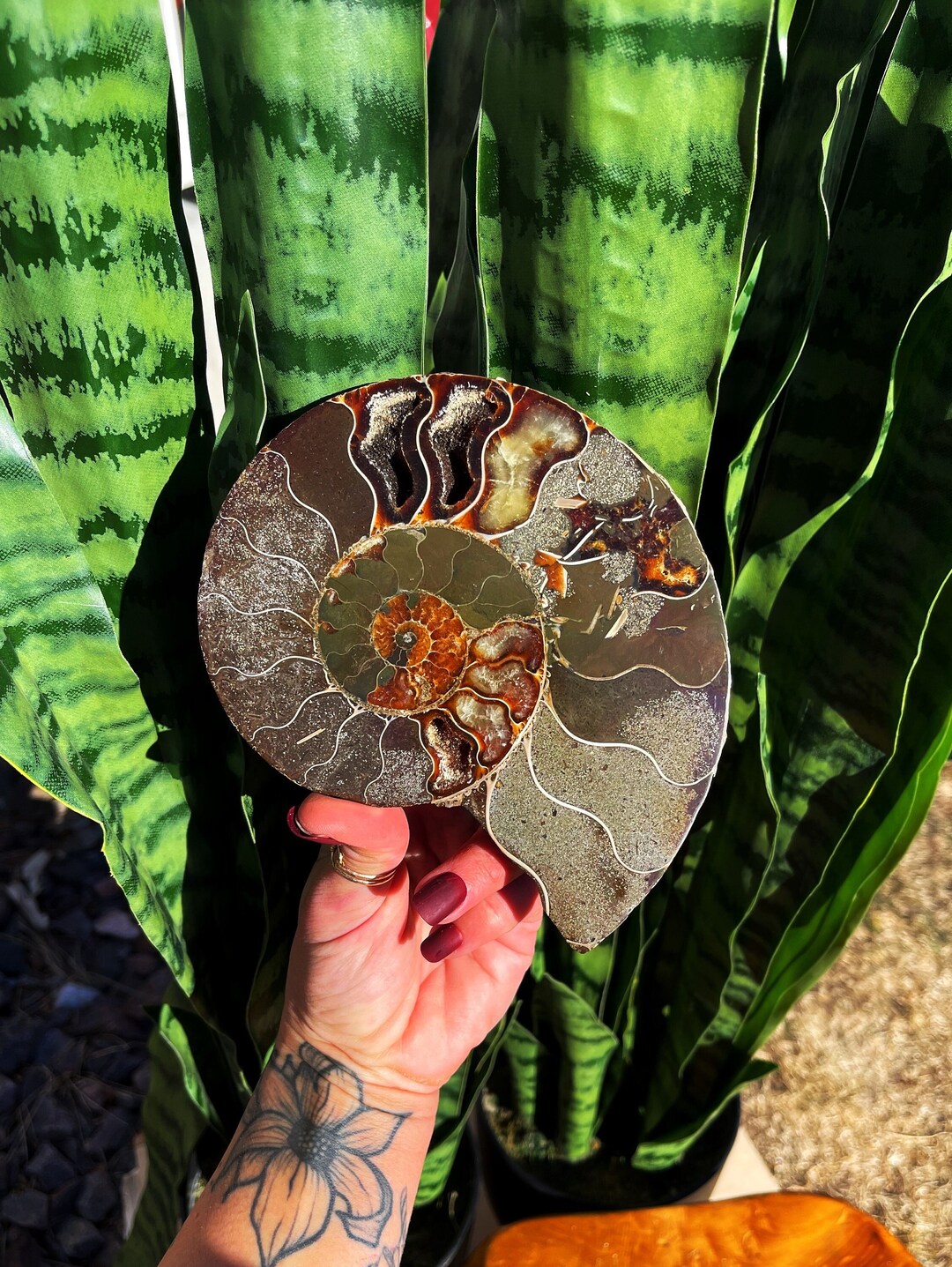 Ammonite Fossil Supports Change & New Beginnings Fibonacci Fossil Real ...