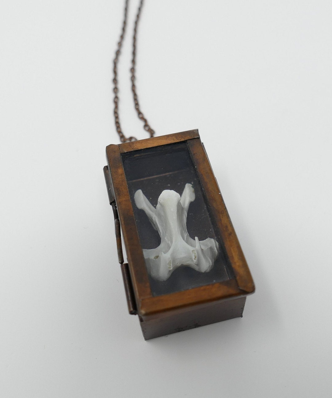 Seagull Vertebra Bone Shadowbox Pendant Necklace - Etsy