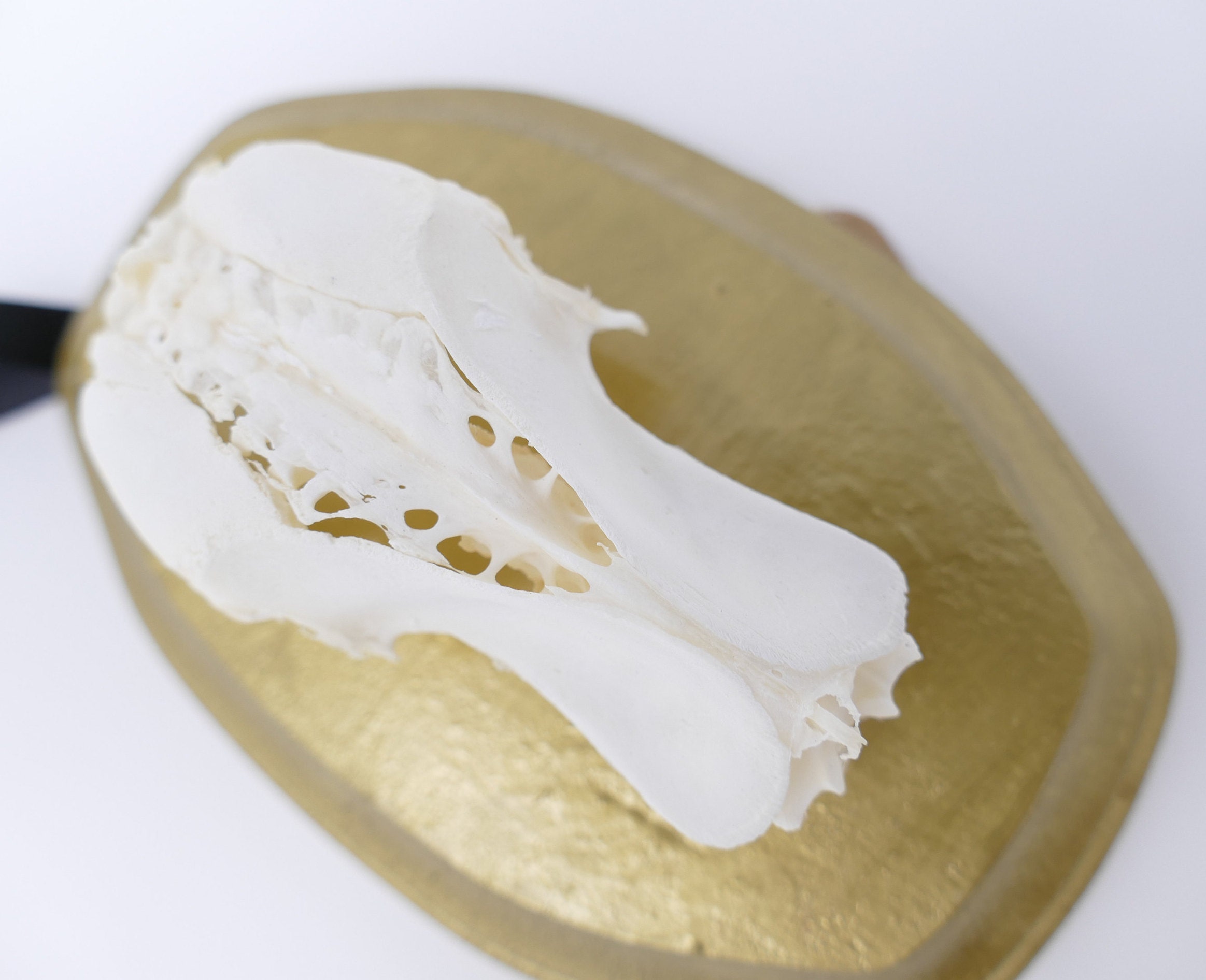 Chicken Pelvis Bone on Wall Plaque - Etsy UK