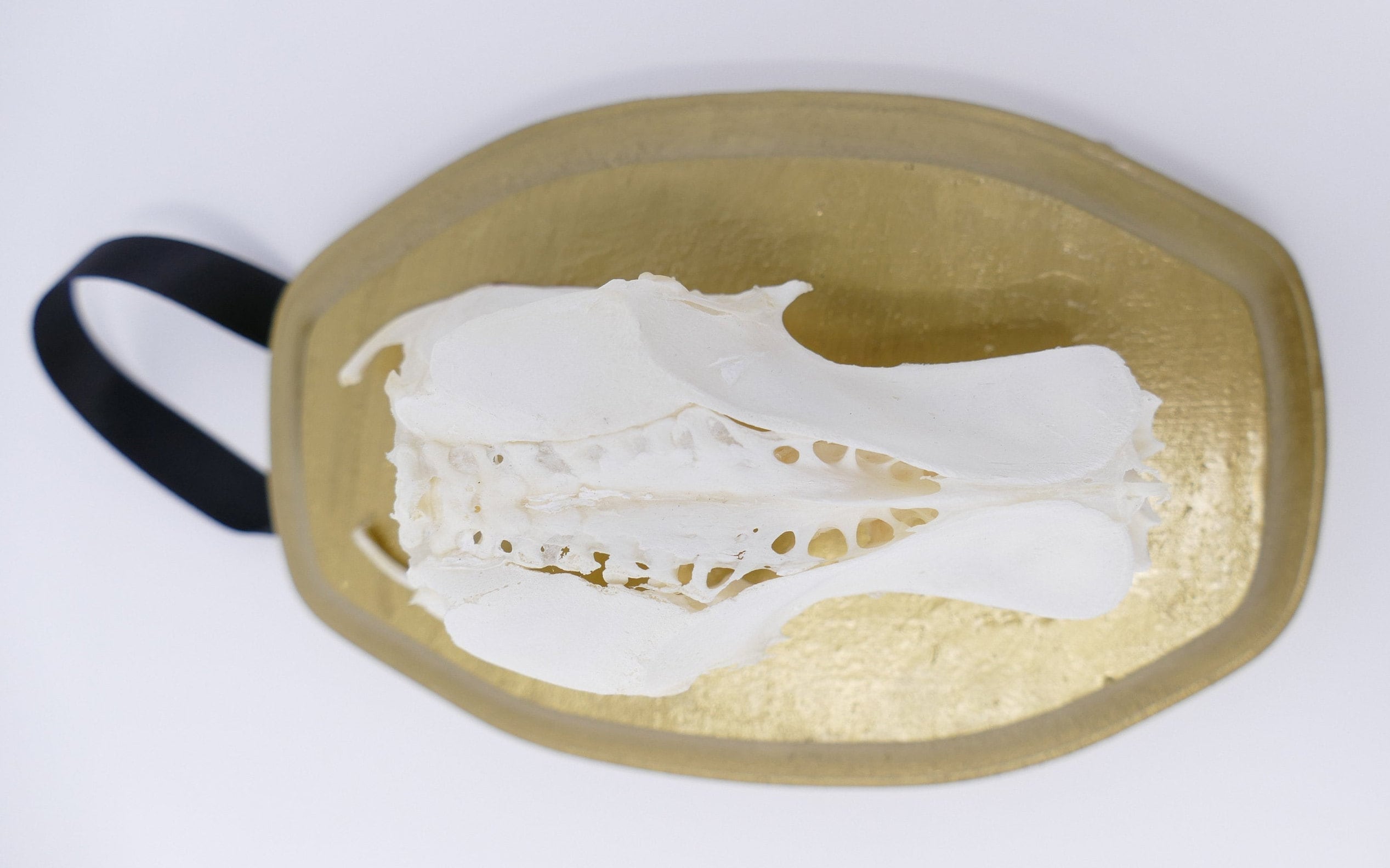 Chicken Pelvis Bone on Wall Plaque - Etsy UK