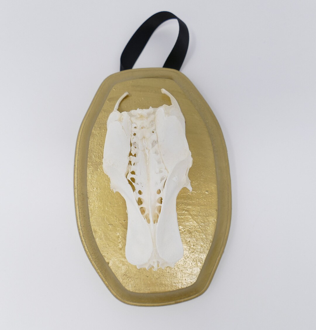 Chicken Pelvis Bone on Wall Plaque - Etsy UK