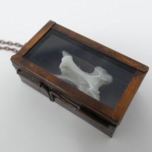 Seagull Vertebra Bone Shadowbox Pendant Necklace | Etsy
