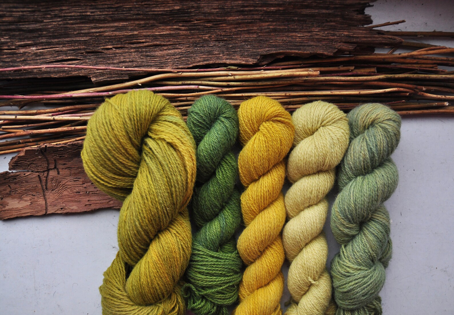 Easy to Grow Dyers Garden Seed Pack Weld Marigold Dyers | Etsy