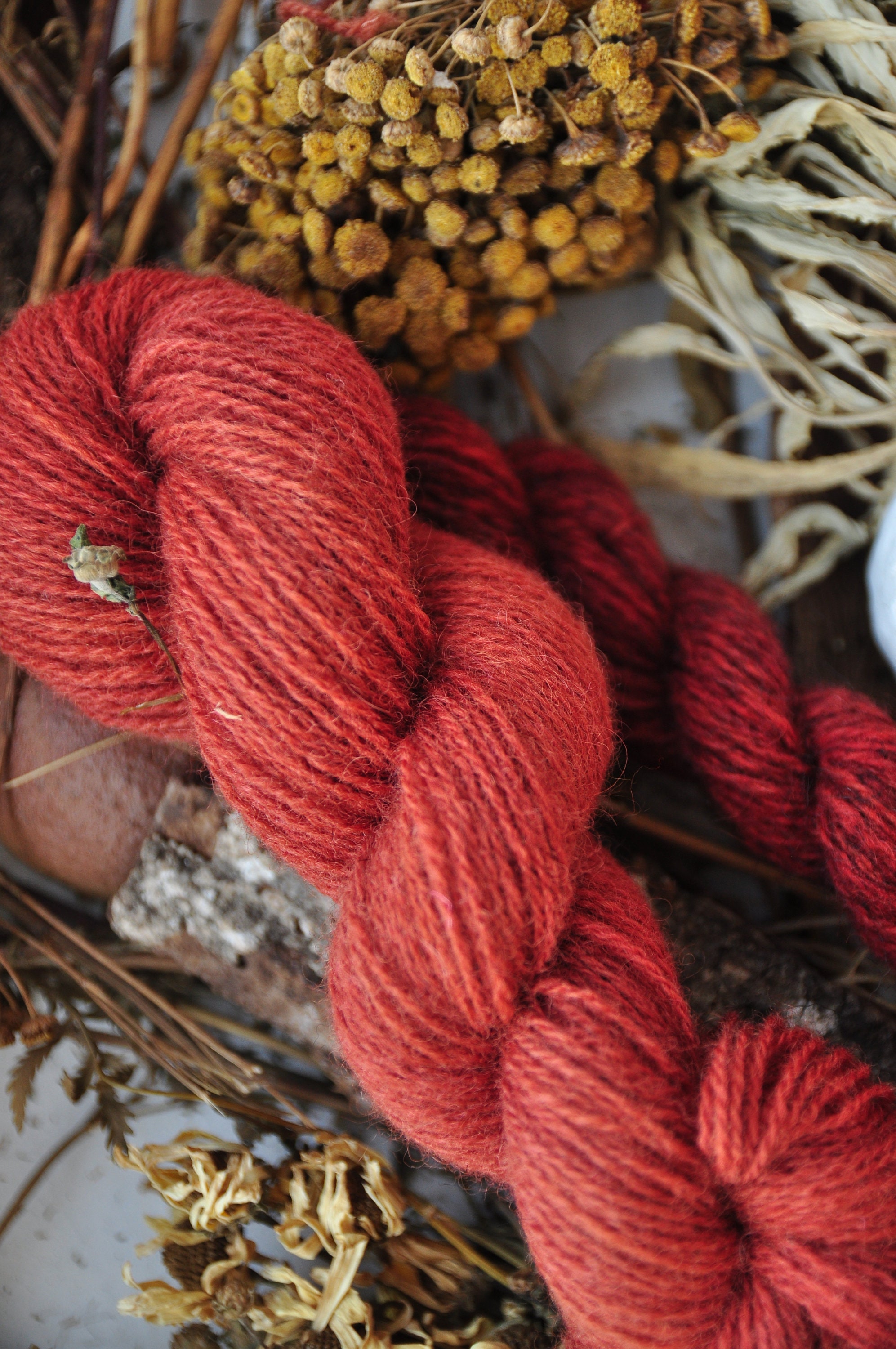 Madder Root for Natural Dyeing, Rubia Tinctorum Botanical Dye, Natural ...