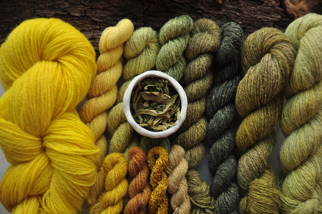 Weld Natural Dye for Yellow and Green Colors / Historical Botanical Dye ...