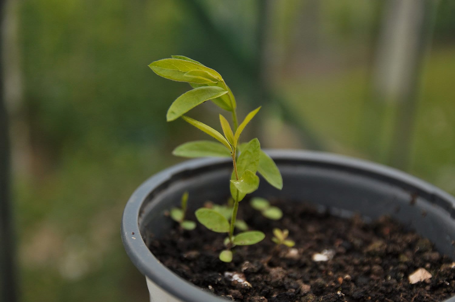 Easy to Grow Dyers Garden Seed Pack Weld Marigold Dyers | Etsy