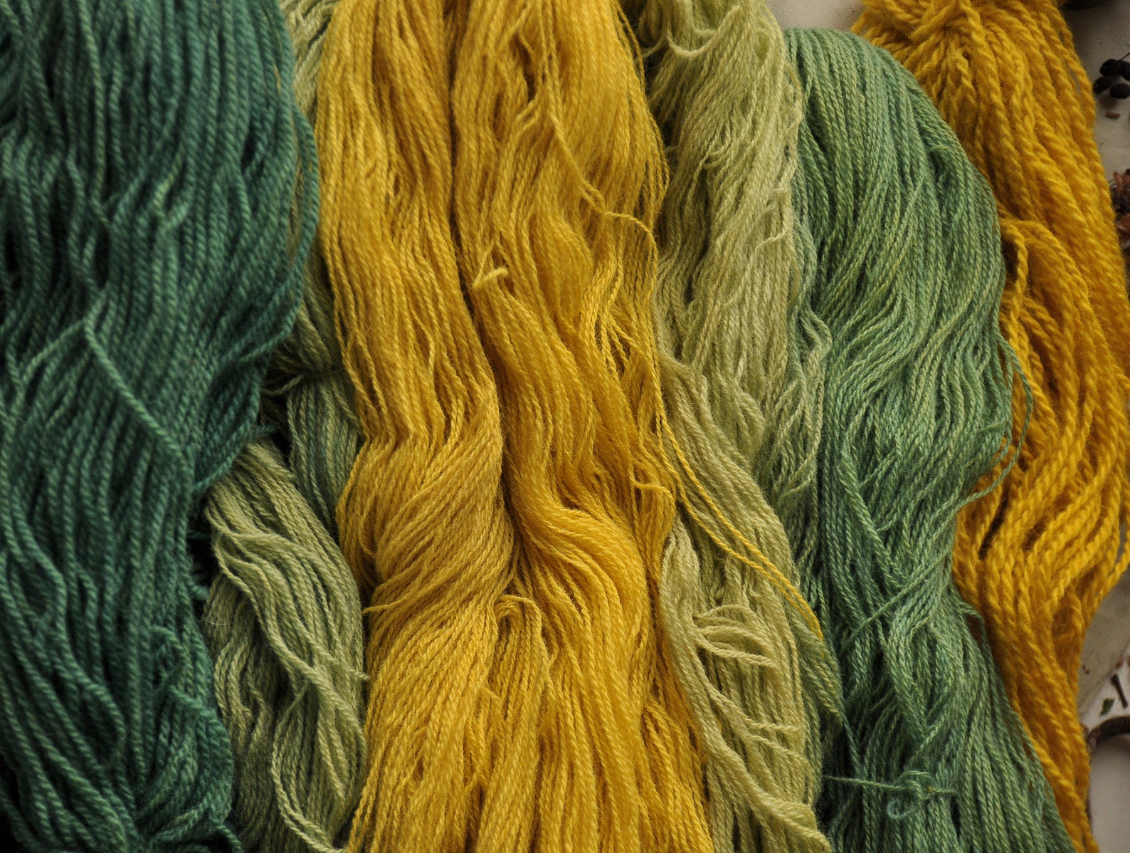 Easy to Grow Dyers Garden Seed Pack Weld Marigold Dyers - Etsy