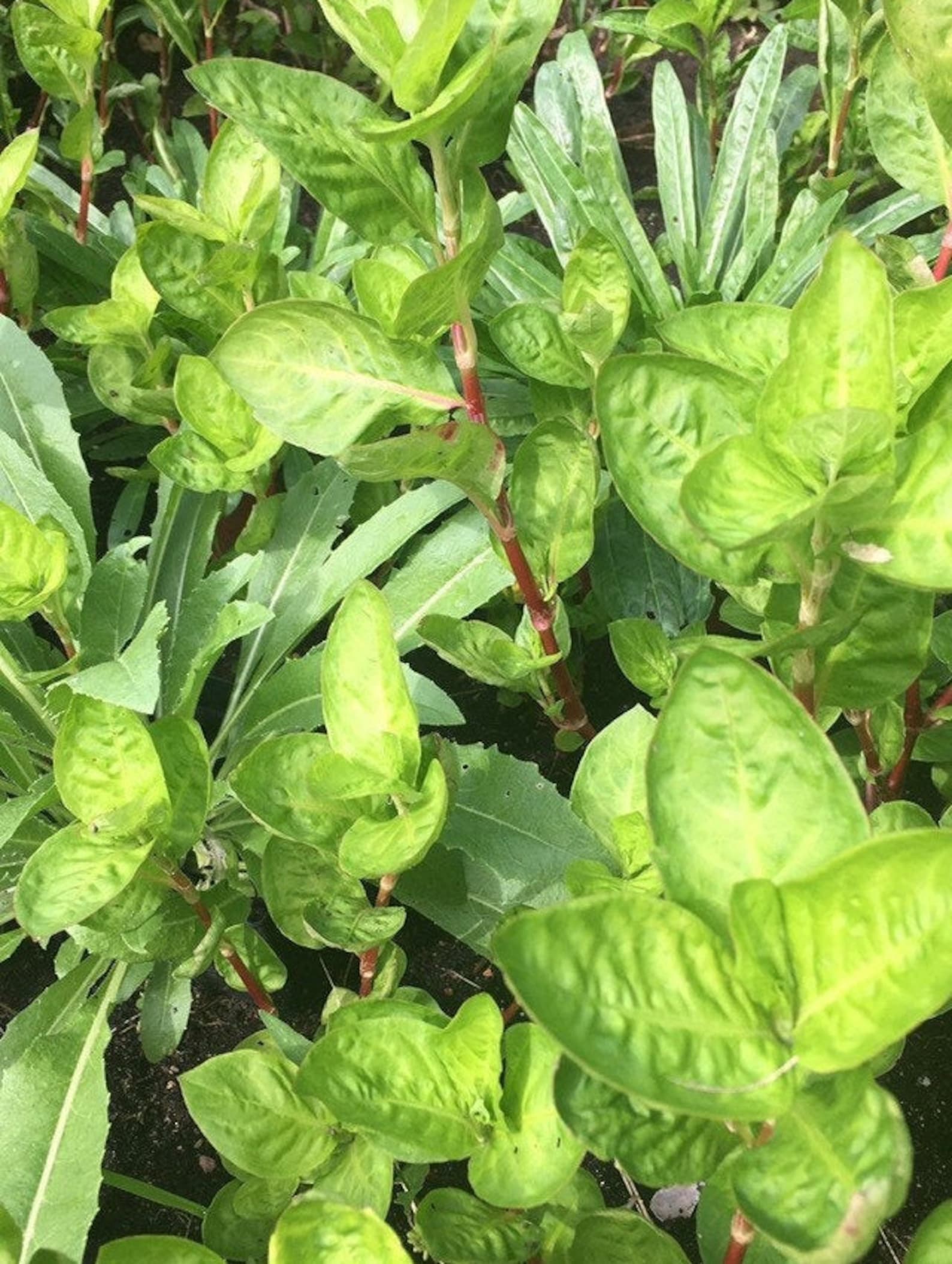 Japanese Indigo Seeds Persicaria Tinctoria Natural dye | Etsy