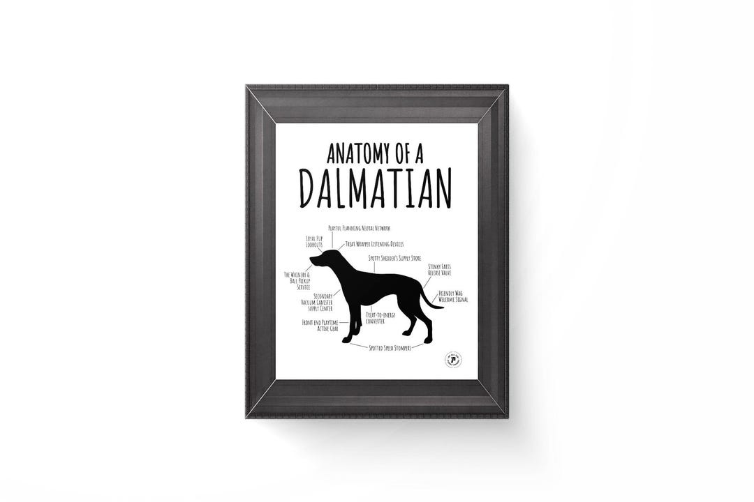 Dalmatian Print, Dog Fun Cute Anatomy Chart, Breed Funny Poster Wall ...