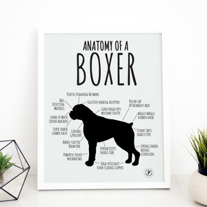 Boxer Dog Print, Dog Fun Cute Anatomy Chart, Breed Funny Poster Wall ...