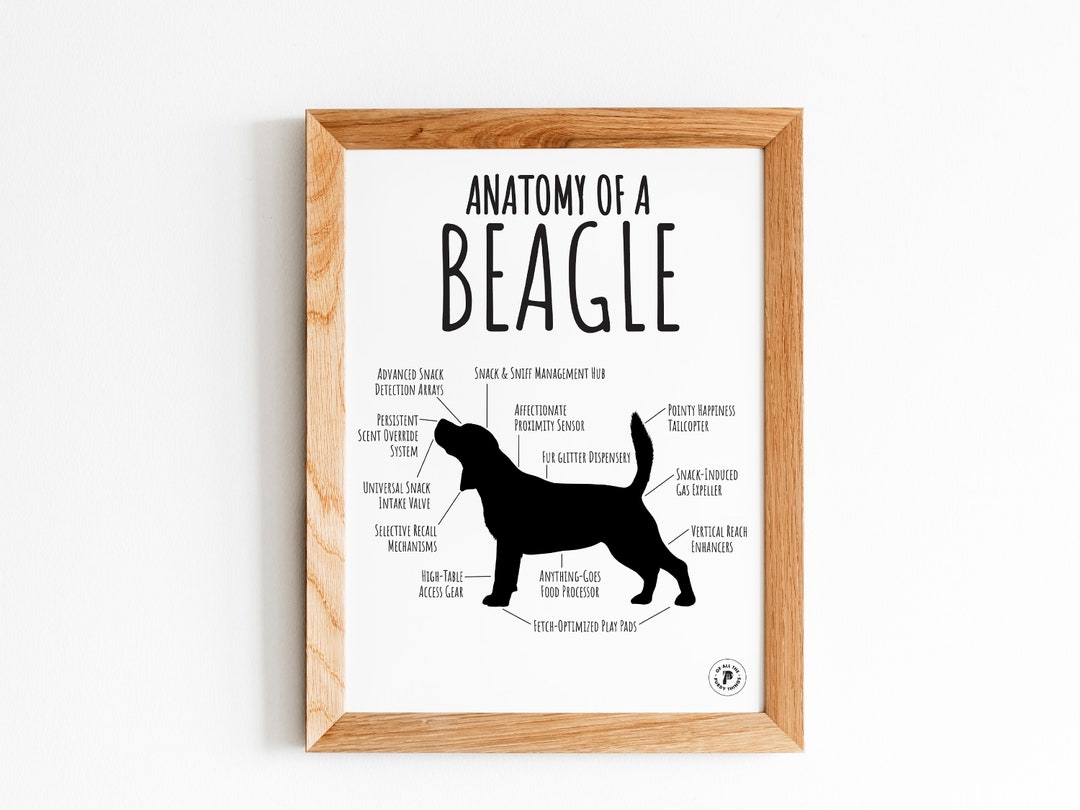 Beagle Dog Print, Dog Fun Cute Anatomy Chart, Breed Funny Poster Wall ...