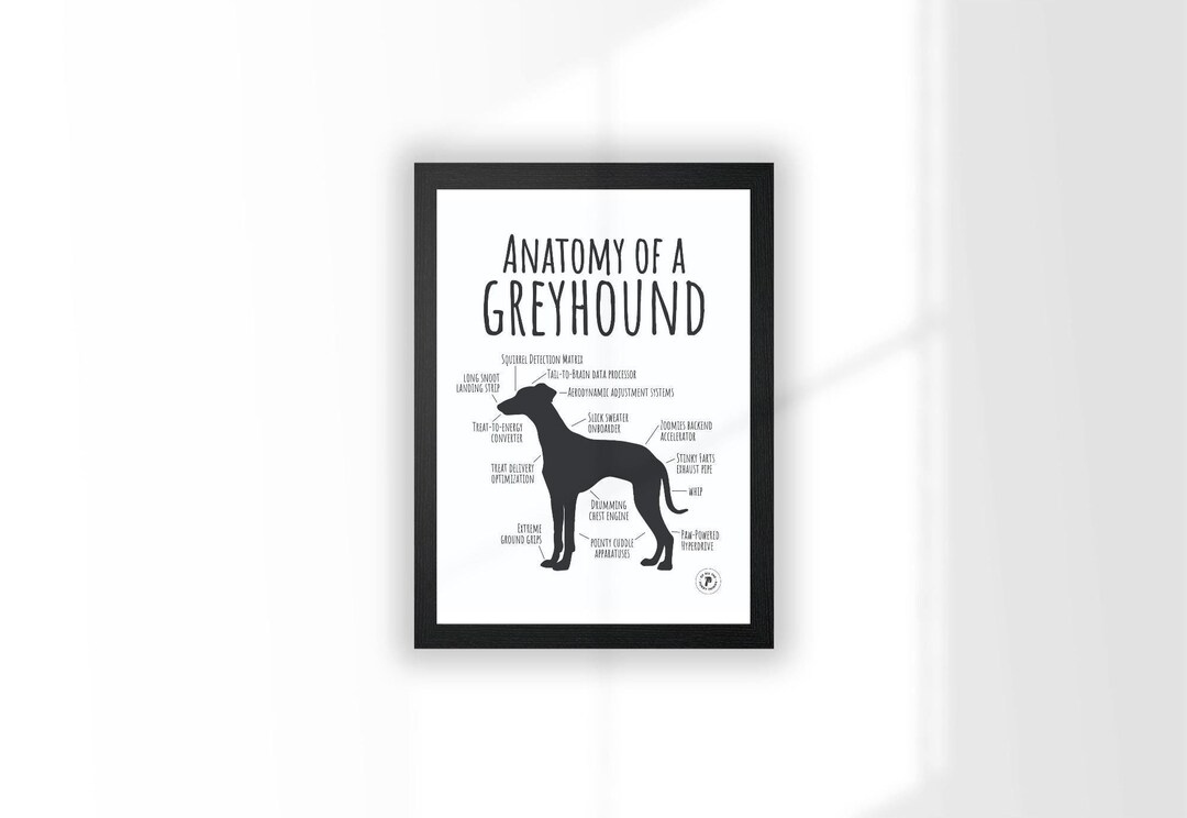 Greyhound Print, Dog Fun Cute Anatomy Chart, Breed Funny Poster Wall ...