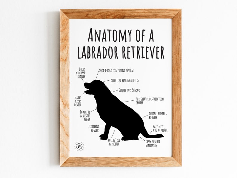 Digital Download, Anatomy of a Labrador Retriever Sign, 8x10, Lab Dog ...