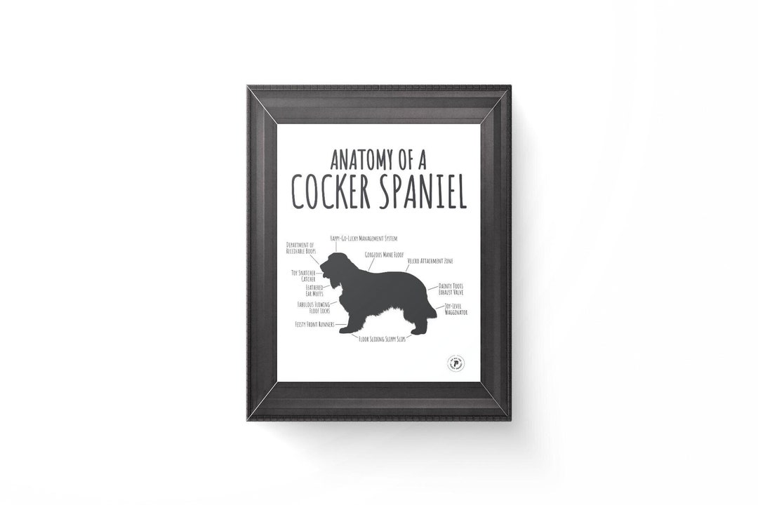 Cocker Spaniel Print, Dog Fun Cute Anatomy Chart, Breed Funny Poster ...