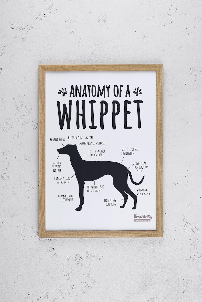 Whippet Art: Dog Silhouette Digital Download - Etsy