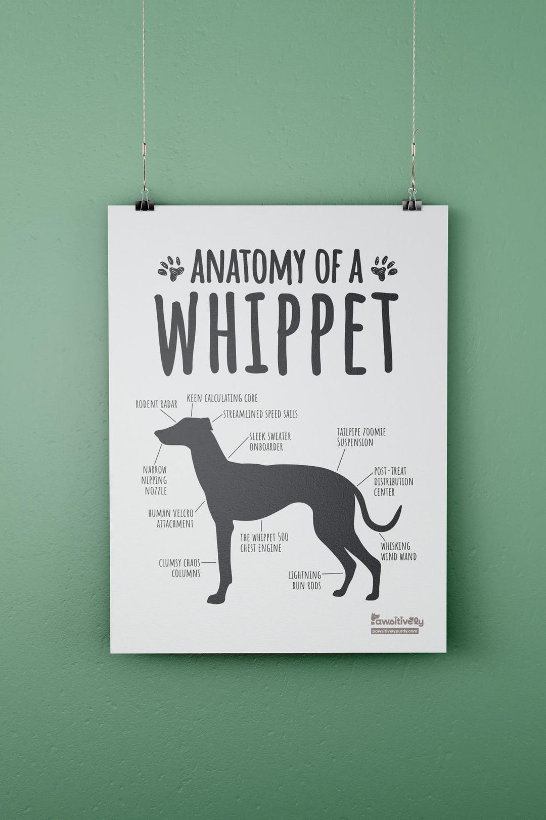 Whippet Print, Dog Fun Cute Anatomy Chart, Breed Funny Poster Wall ...