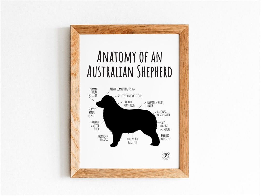 Digital Download, Anatomy of an Australian Shepherd Sign, 8x10 ...
