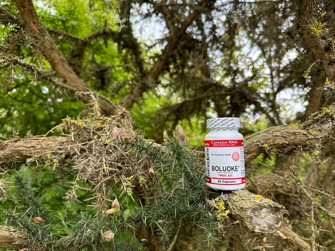 Boluoke (lumbrokinase) 30 Capsules (20mg) - Etsy