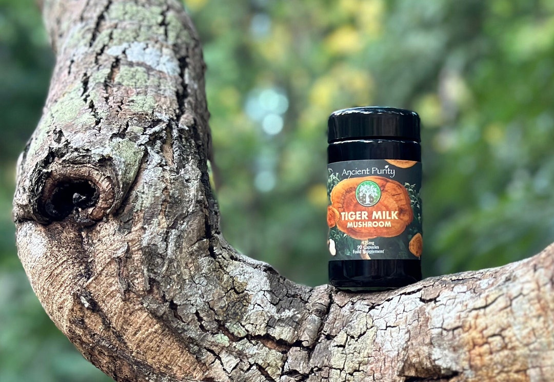 Tiger Milk Mushroom | Traditional Functional Supplement | Breathwork ...