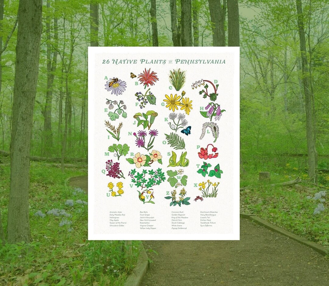 26 Native Plants of Pennsylvania ABC Print - Etsy