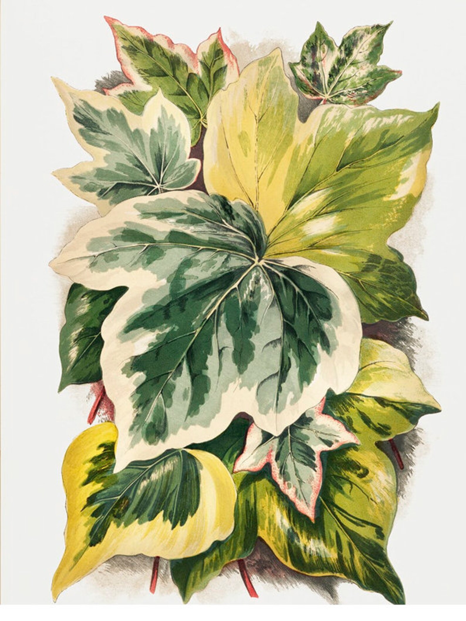 Variuos Ivy Leaves by Shirley Hibberd MINI CROSS STITCH Pdf - Etsy