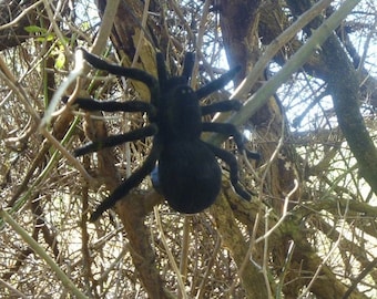 Spider Container | Etsy