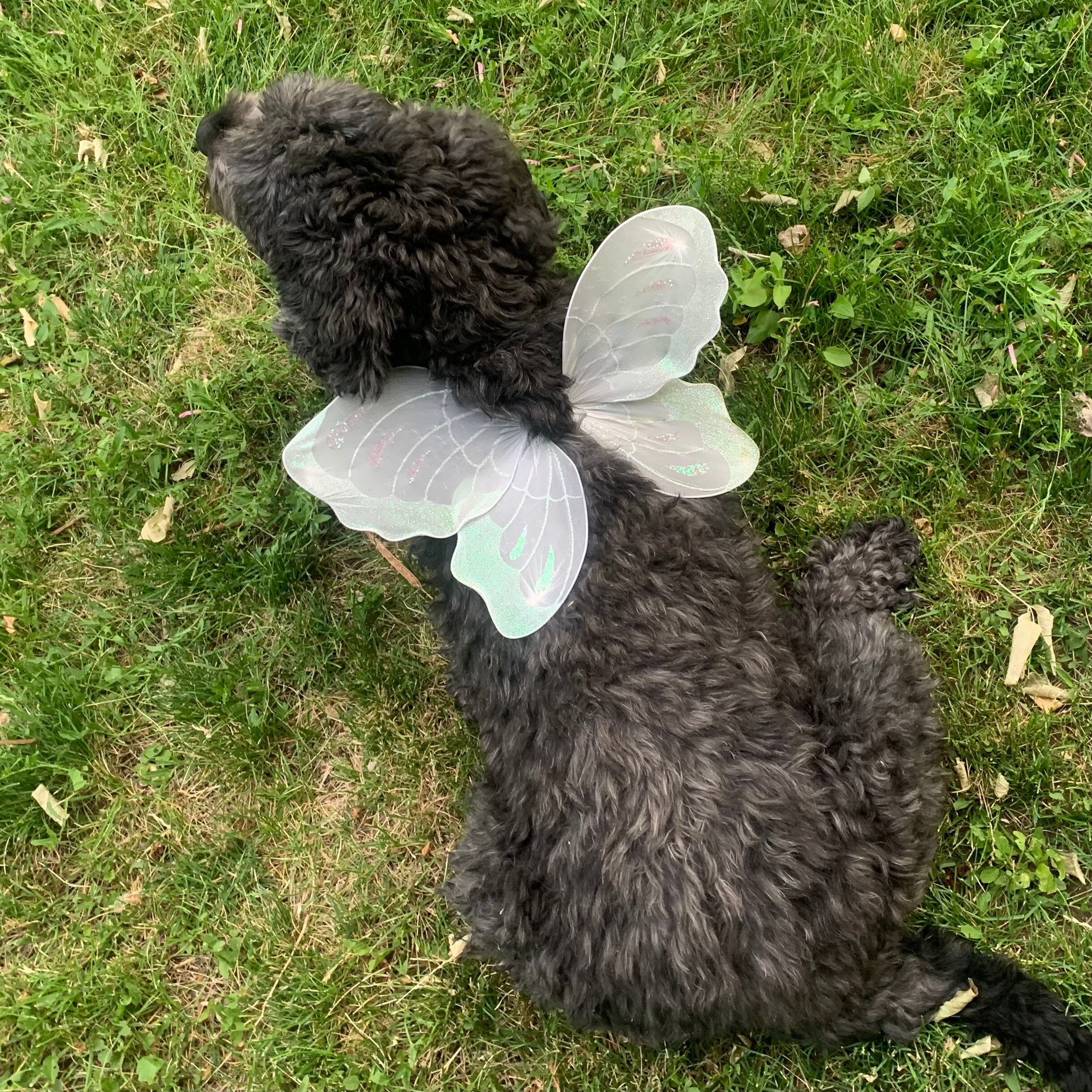 Dog Fairy Wings Pet Costume Puppy Photo Props Handmade Dress-up Outfits ...