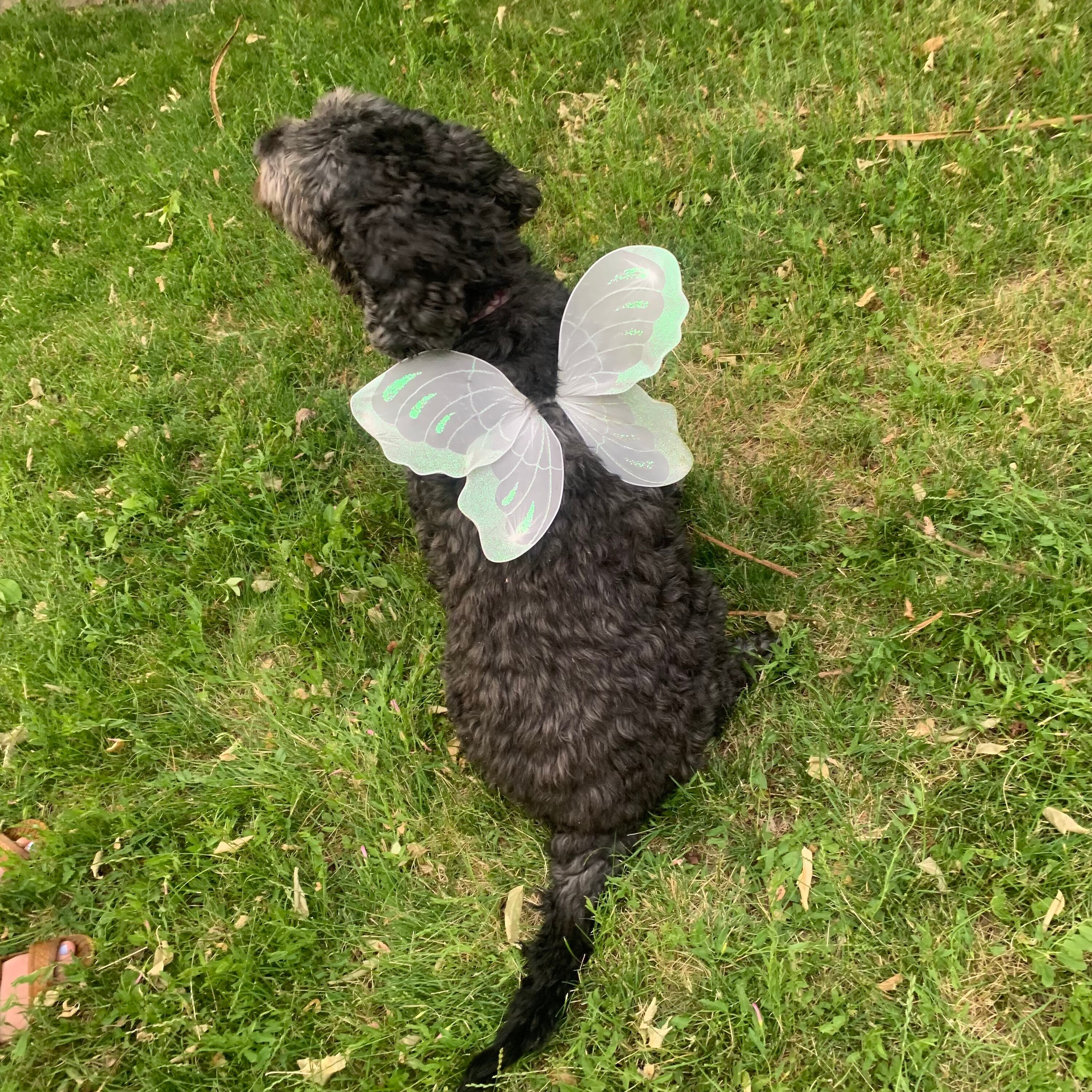 Dog Fairy Wings Pet Costume Puppy Photo Props Handmade Dress-up Outfits ...