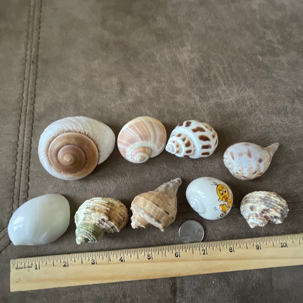 Hermit Crab Shell - Etsy