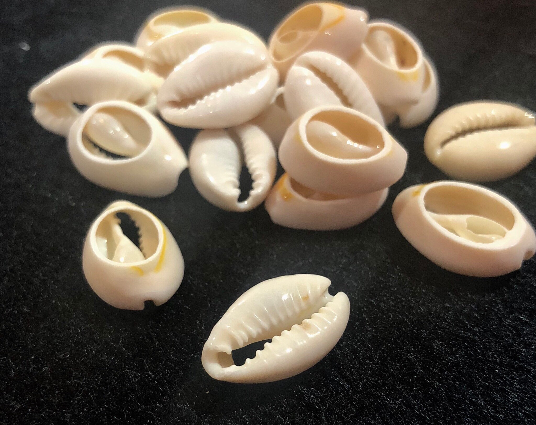 Ivory Shell - Natural Shell - Etsy