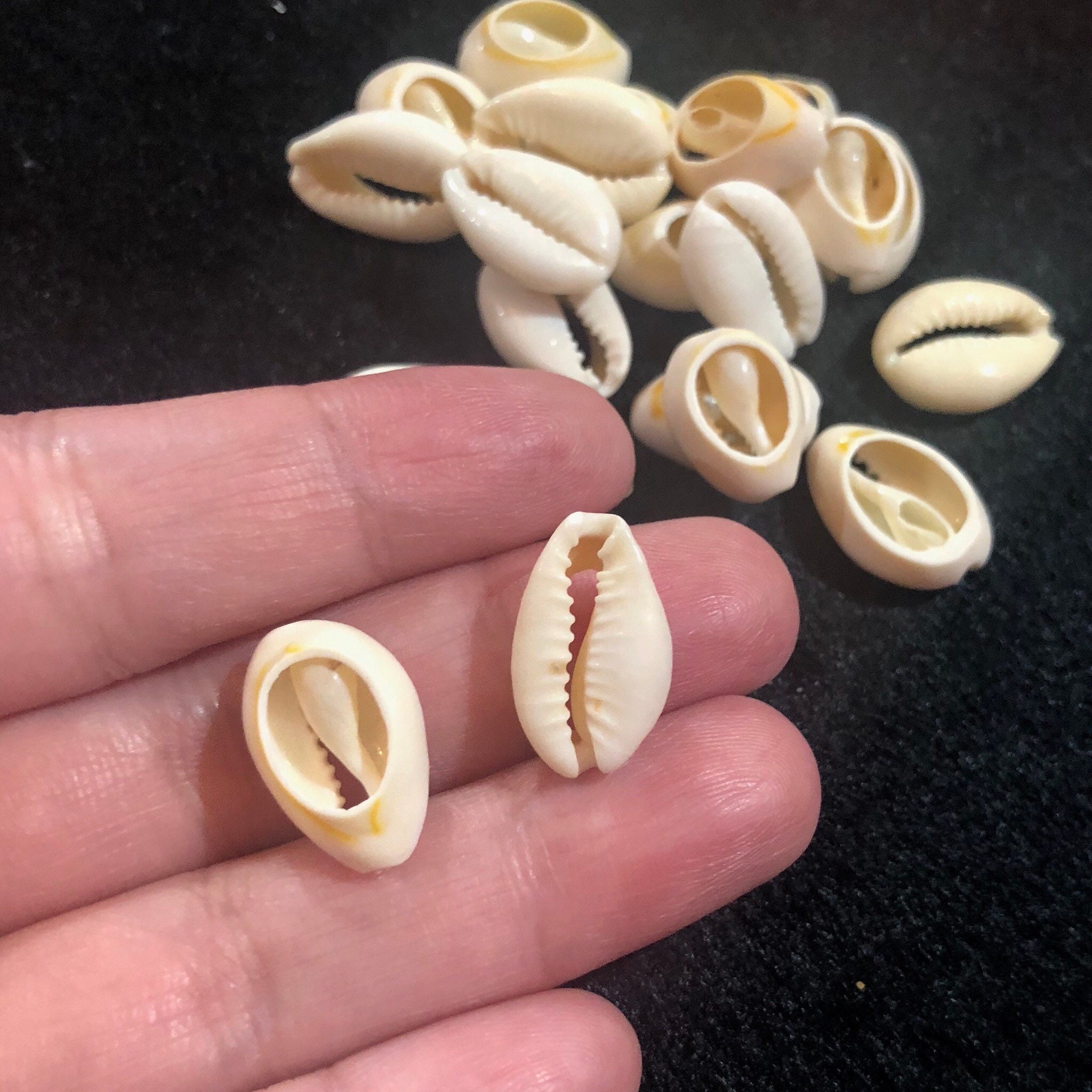 Ivory Shell - Natural Shell - Etsy