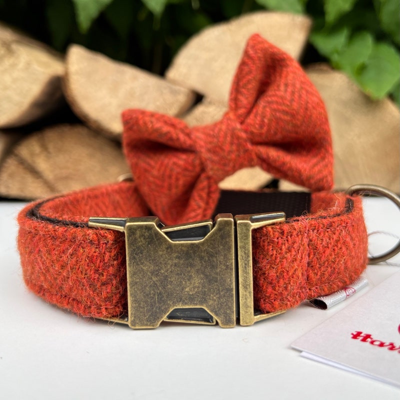 Orange Dog Collar - Etsy