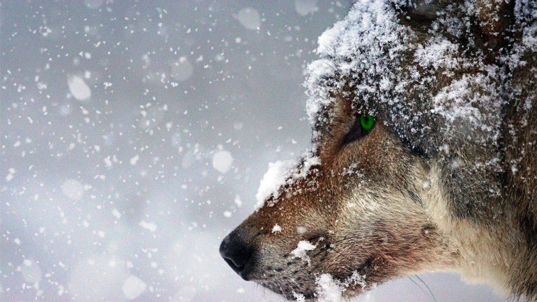 Snow Wolf 066 Cross Stitch Pattern Counted Cross Stitch Chart Pdf ...