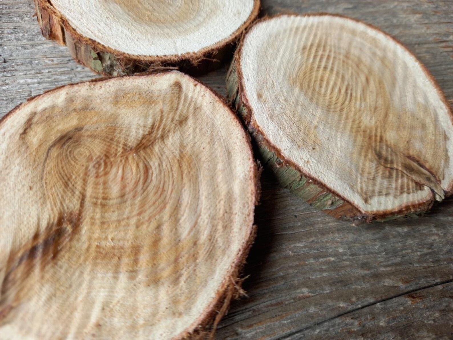 Set of 20 Cypress-tree Slices With Bark,unfinished Wood Slice With Bark ...