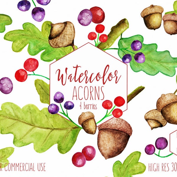 Acorn Clipart - Etsy