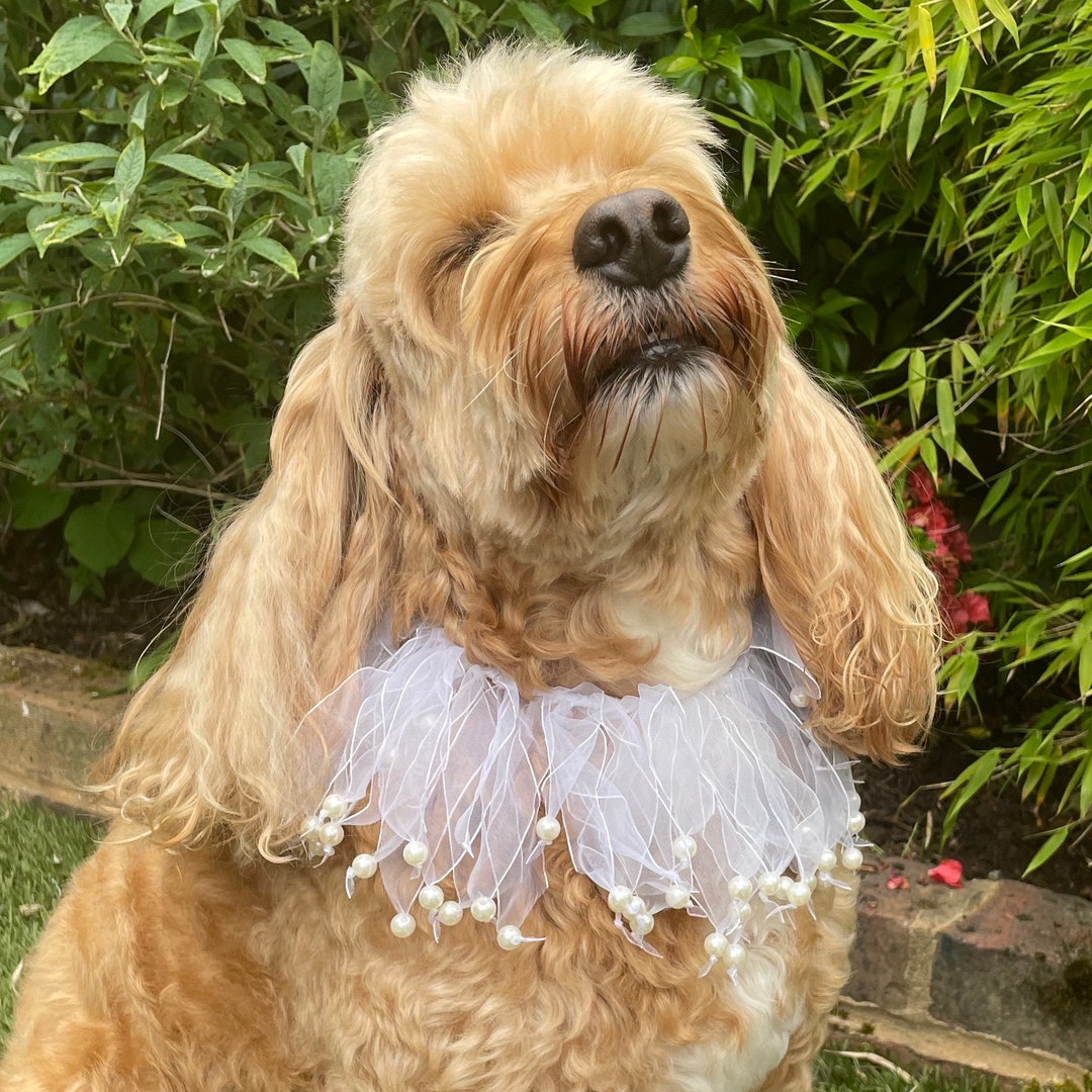 Tulle and Pearl Dog Frill | Dog Wedding Collar | Puppy Dog Frill Collar ...